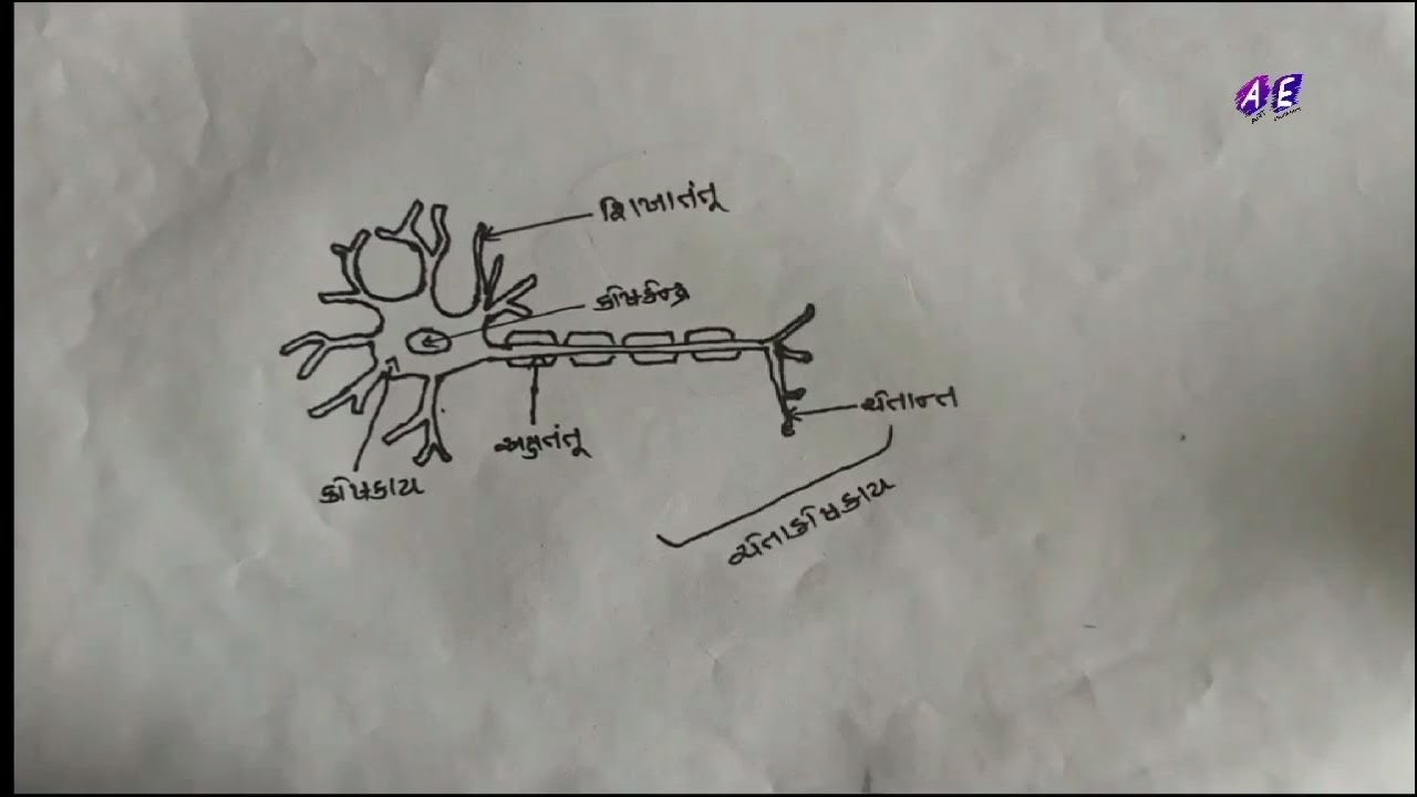 how to draw neuron cell easy/draw nervous system easy || my art and ...