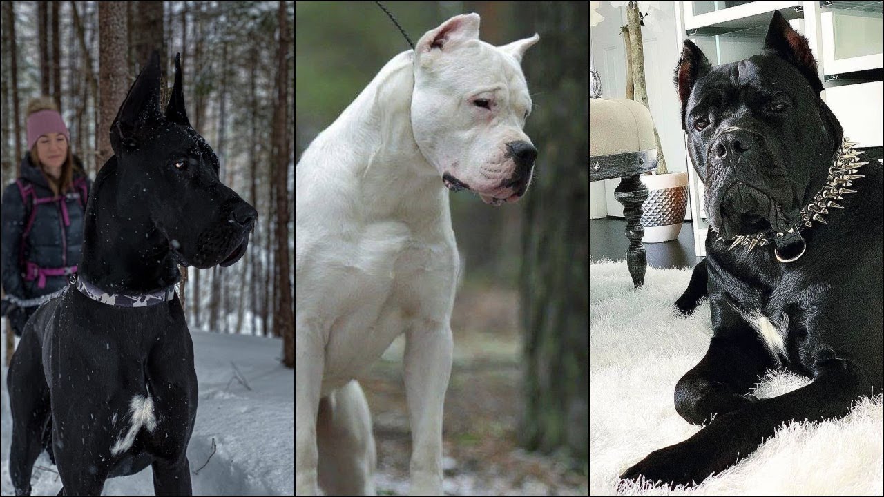 The best Mastiff dog breeds Videos compilation 2020 which one is thee ...