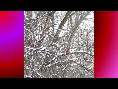 Cardinal dancing to Muskrat Love, Sam is soooo skinny - YouTube
