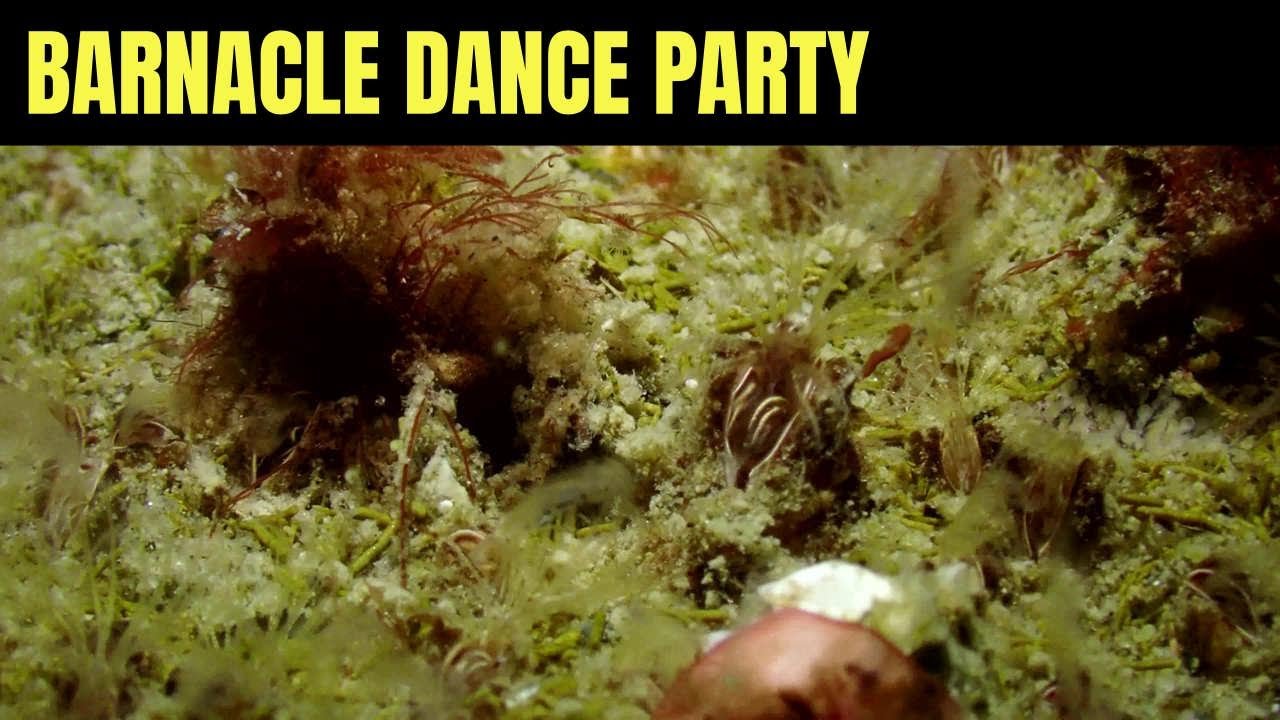 Barnacle Dance Party | Salish Sea Marine Wildlife - YouTube