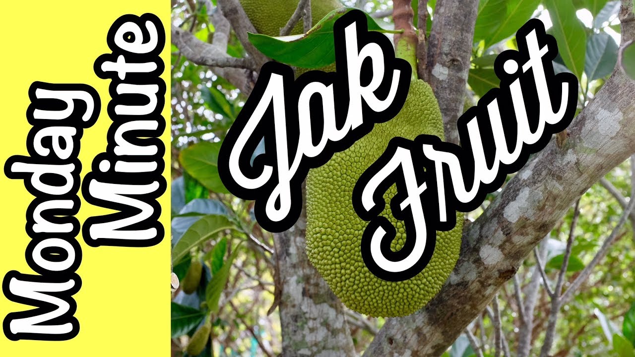 Monday Minute- Jak Fruit Flowers and Baby Fruit! - YouTube