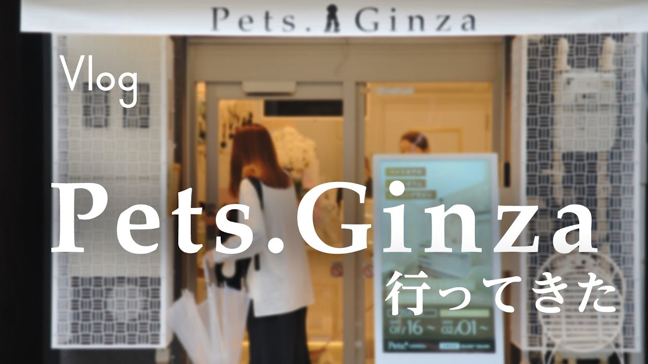 【vlog】Nikon Z6II + Nikkor Z 24-70 mm f/2.8 BlackMagic raw ポメプーと pets.ginza でシャンプーとハーブパック！ - YouTube