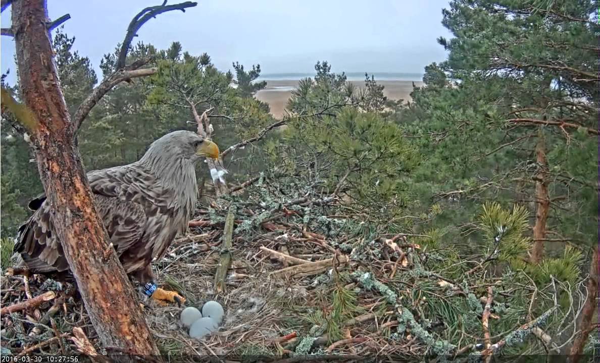 Seeadler – West Estland - YouTube
