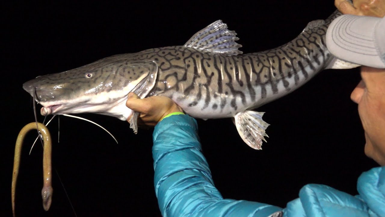 Situación de pesca completa SURUBI ATIGRADO sin edición - YouTube