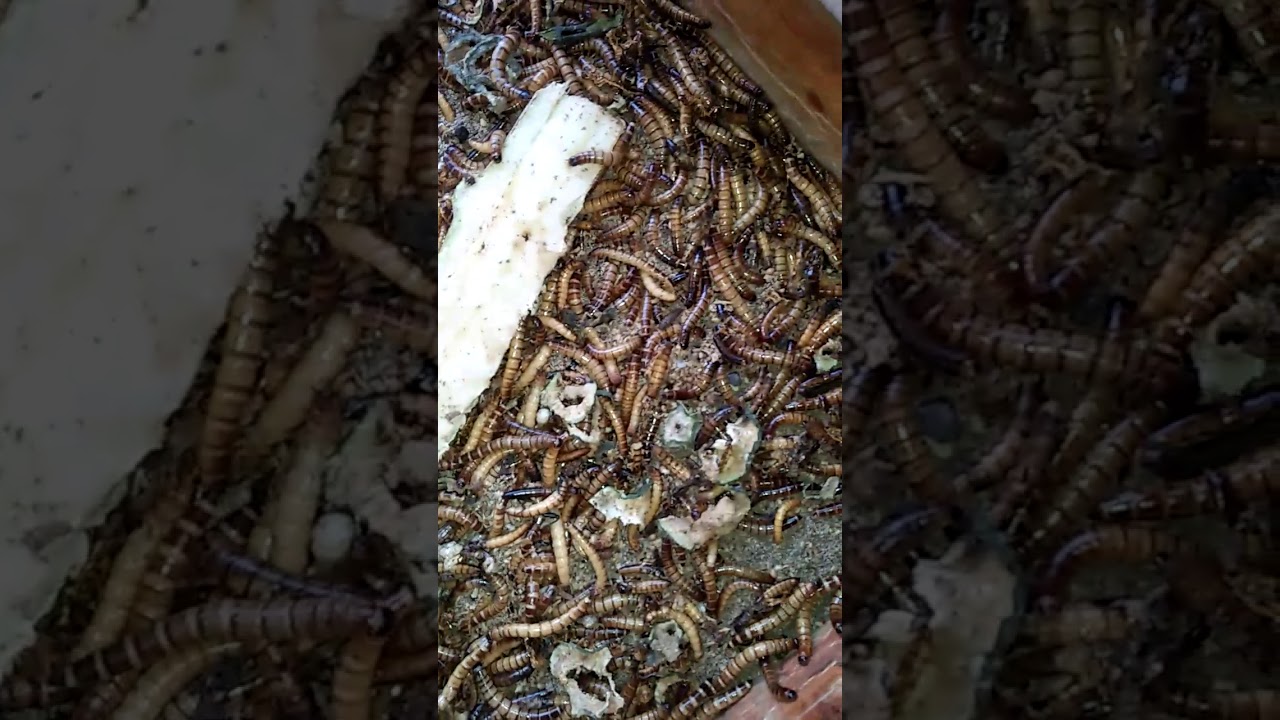 Ulat Jerman Sakit - YouTube