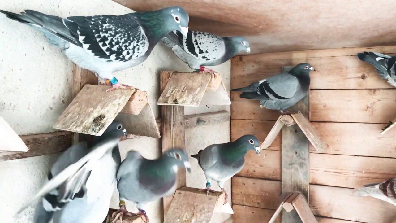Belgian Racing Pigeons : Updating Our Breeding Pairs 2019 And 2020 ...