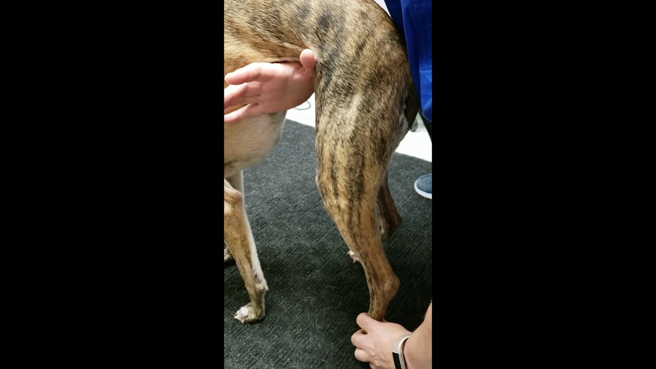 SOAR Veterinary Services: How to check conscious proprioception - YouTube