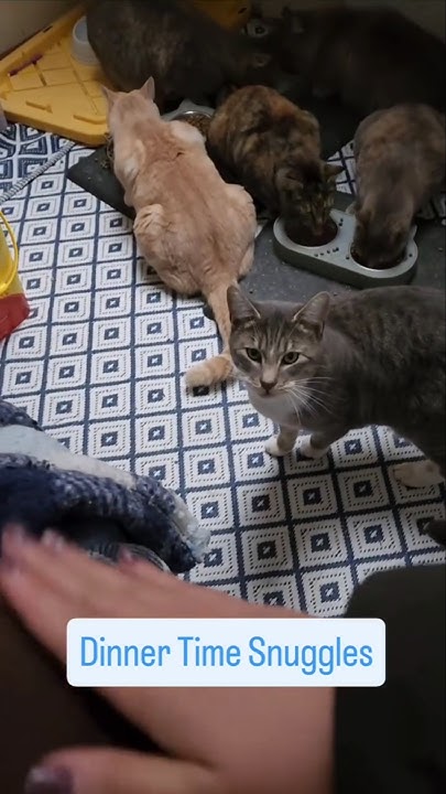 Cat Chooses Snuggles Over Dinner #cats #snuggles #dinnertime #catmom #blessed #catvideos # ...