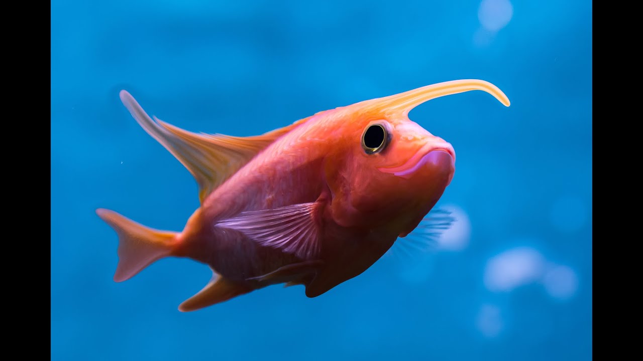 Fish on drugs | Sped-up Photo Edit - YouTube