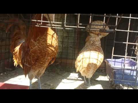 Buff polish pair - YouTube