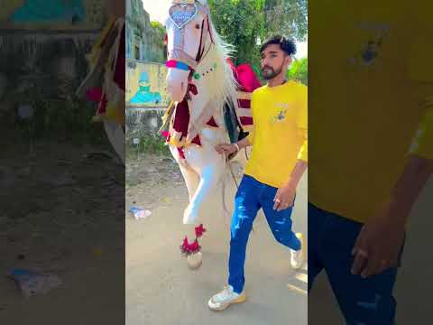 White Beautiful Horse Power  #horse #explore #viralvideo #horselover
