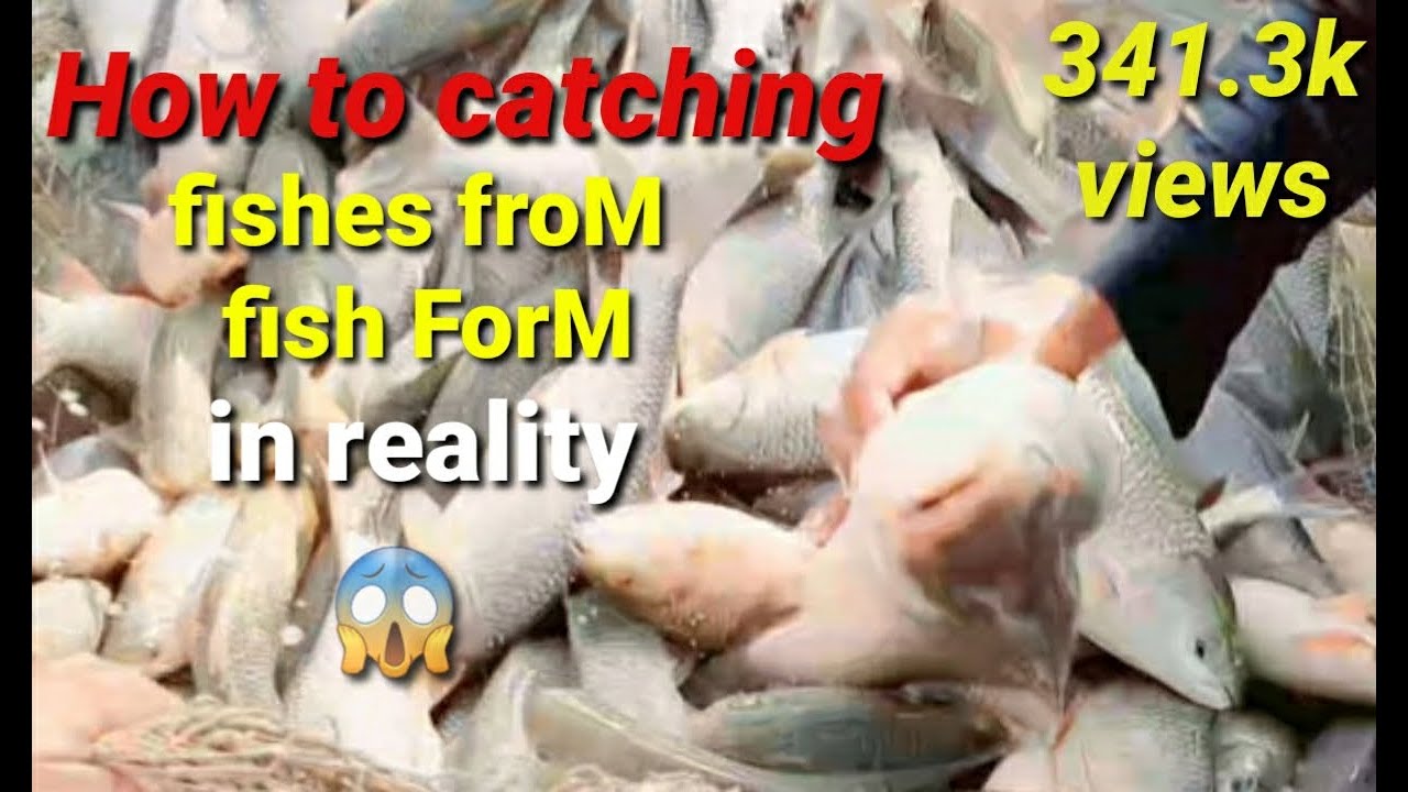 How to catch a fish || 2nd fish form - YouTube
