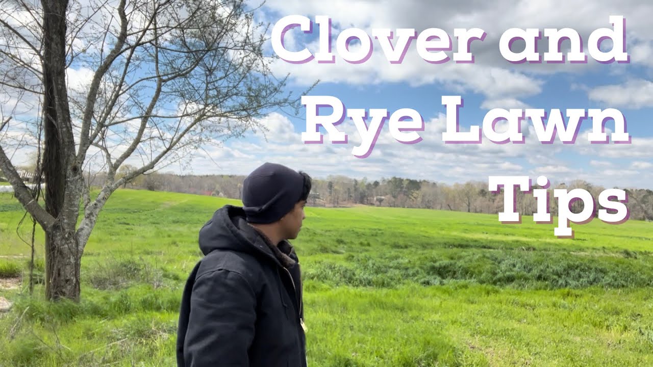 Clover and Rye Winter Lawn Tips for beginners - YouTube