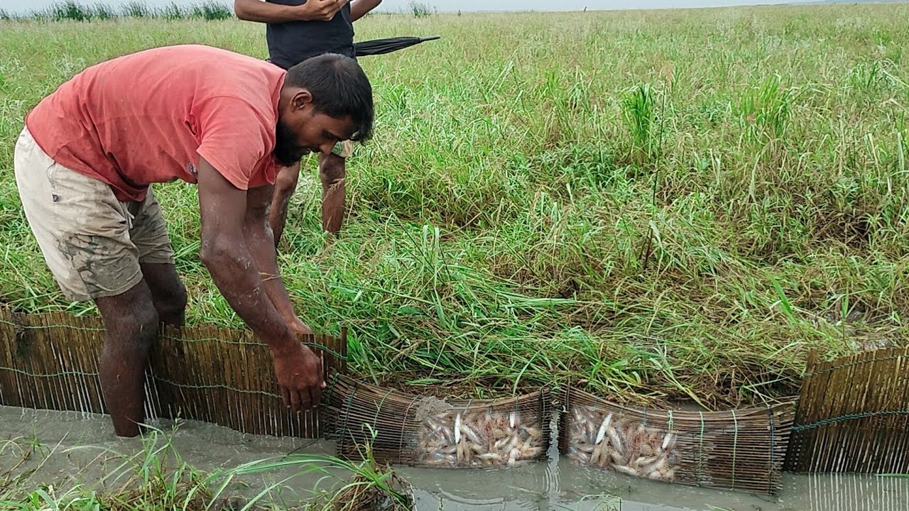 Prawns fish catching trap 2024| Fishing video | Fishing in rainy day ...