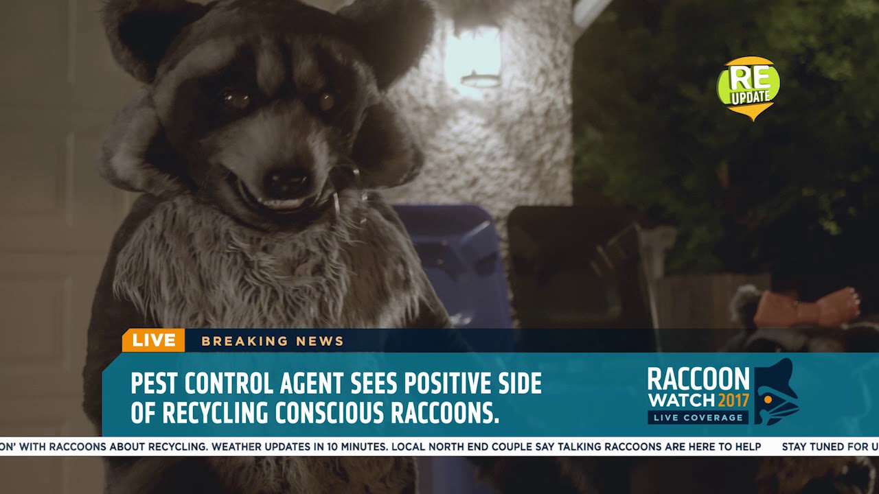 Raccoon Watch 2017 - Pest Control Agent Dave talks 'Raccoon Revolution ...