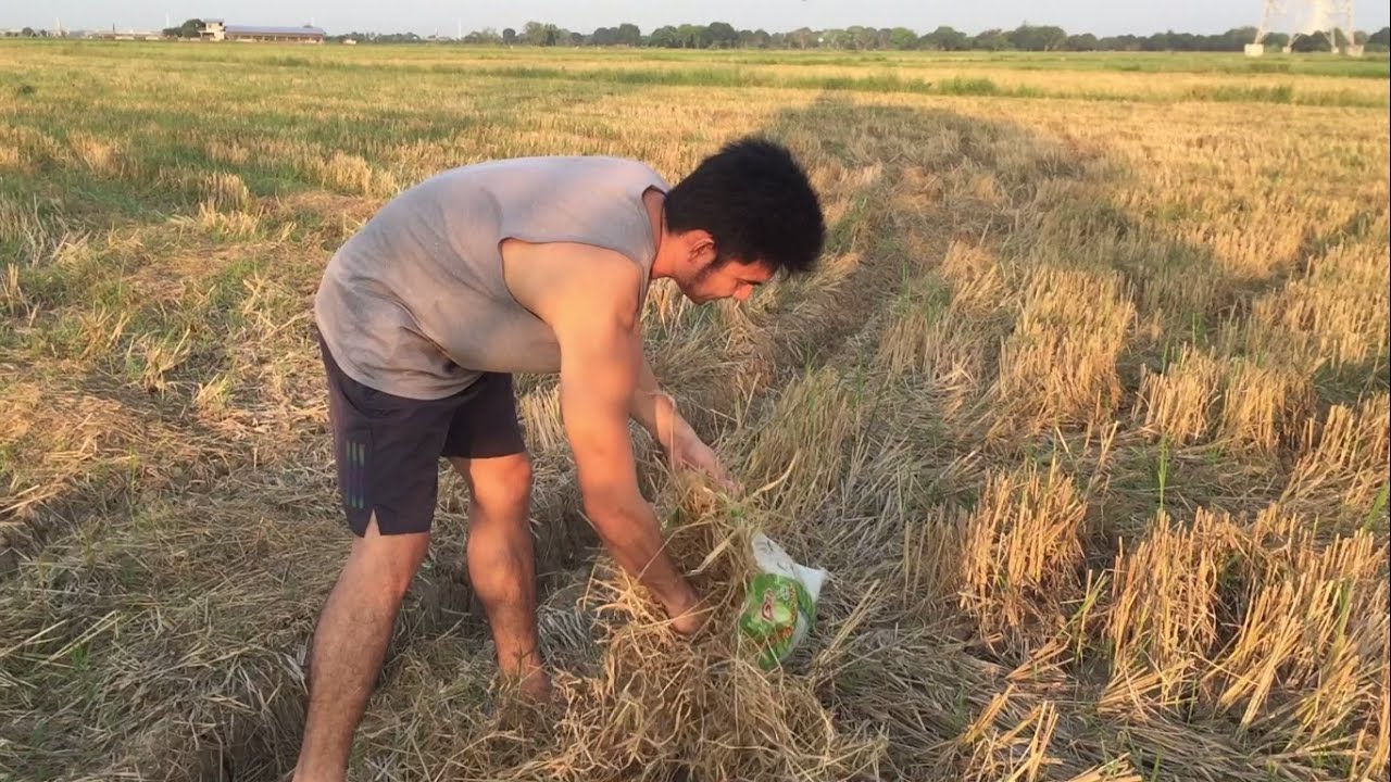 LIBRENG DAYAMI SA BUKID PINAKA MAGANDANG PAMUGAD NG MANOK - YouTube