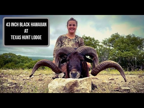 43 inches!! Hunting a HUGE Black Hawaiian Ram at Texas Hunt Lodge - YouTube