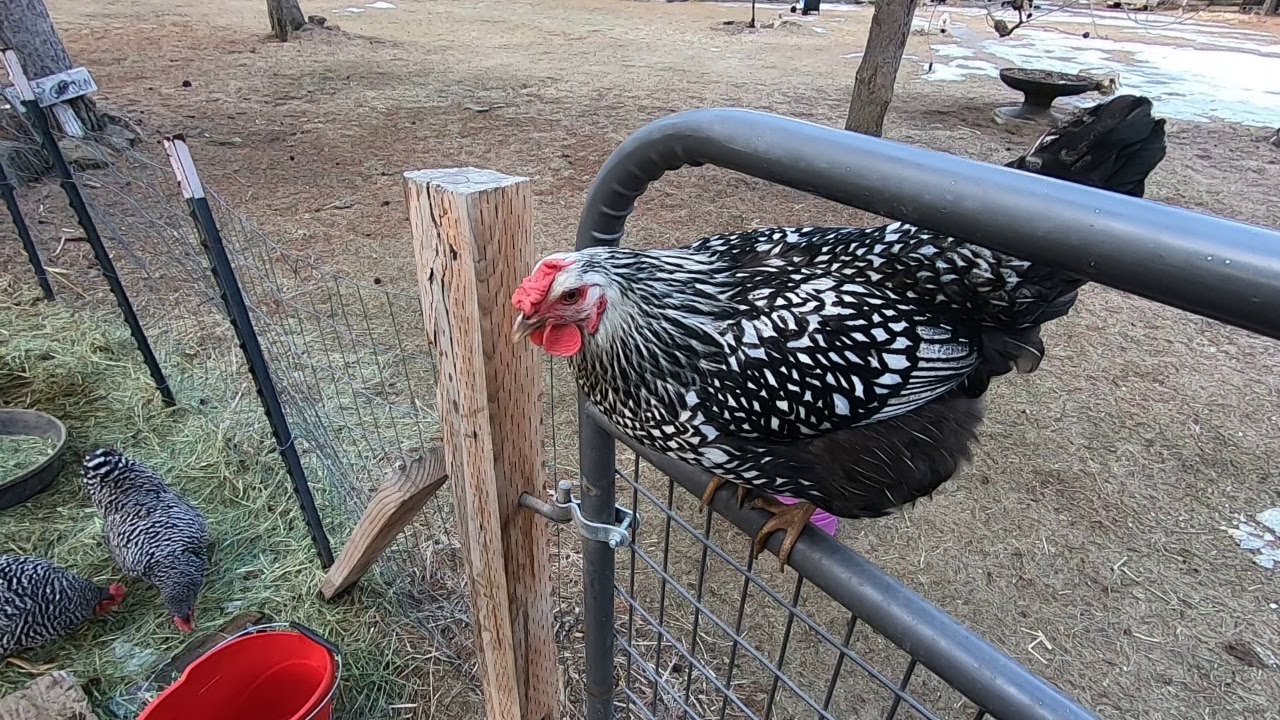 Rabbits, Chickens & Goats - YouTube