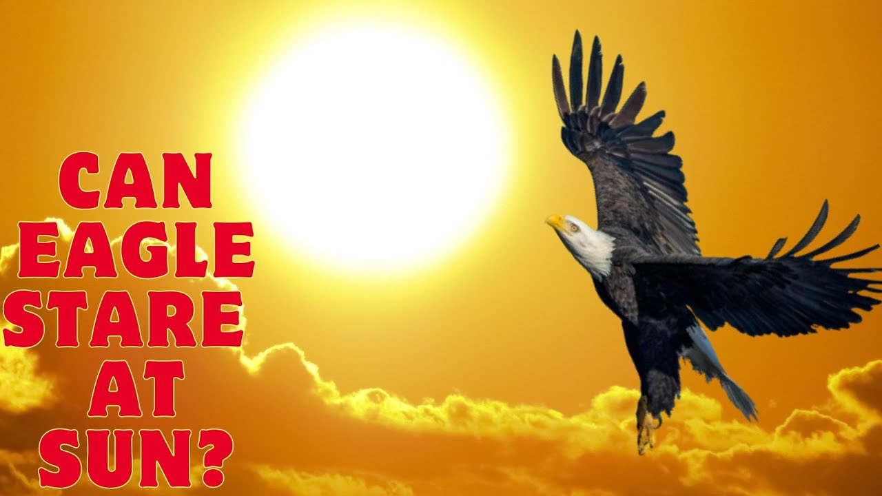 50 Astonishing Facts About Eagles You Never Knew | Must-Watch for Wildlife Enthusiasts - YouTube