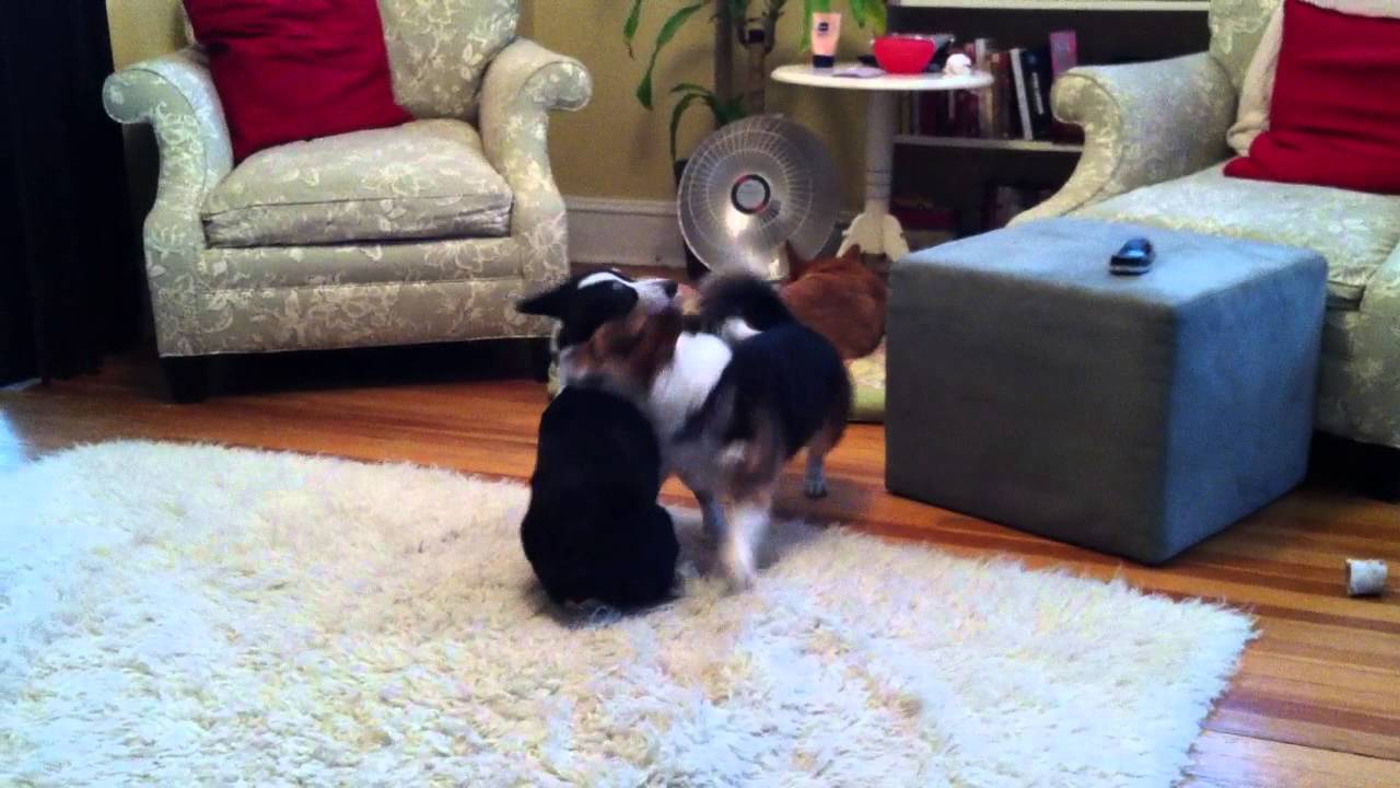 Pembroke Corgi dogs play fighting - YouTube