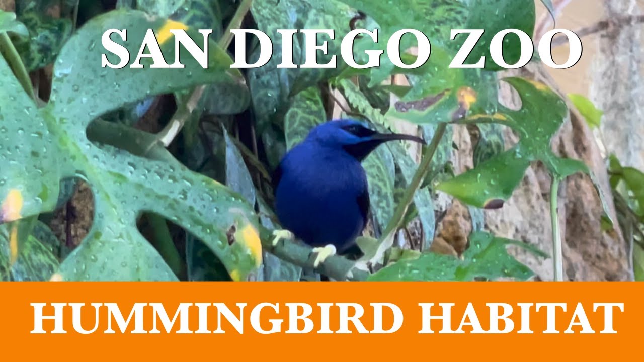 Hummingbird Habitat San Diego Zoo with Relaxing Music - YouTube