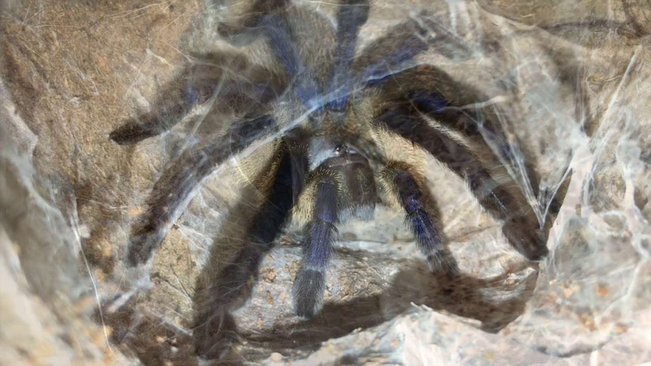 M balfouri Communal Update - YouTube