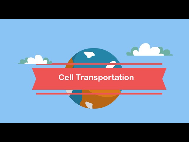 Passive Transport Examples For Kids Active Transport Home Learning