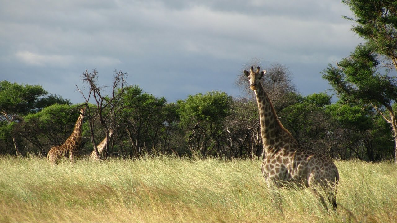 PLAIN 👌: WHAT IS A PLAIN, TYPES, CHARACTERISTICS & EXAMPLES - YouTube