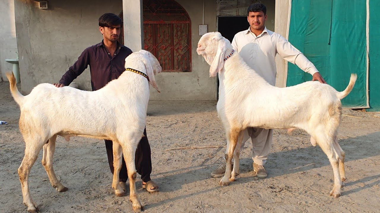 paltu janwar beetle Bakre rajanpuri Bakre goat farming ke liye ...