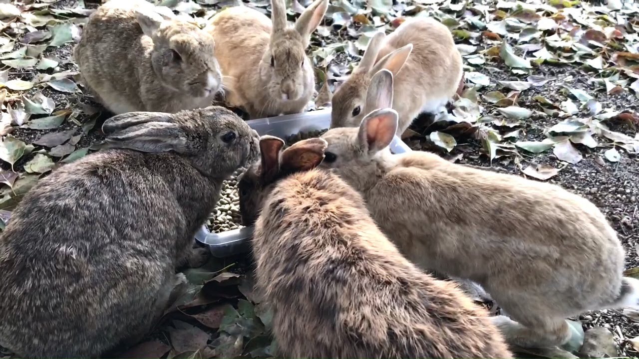 Rabbit squeal | loud voice - YouTube