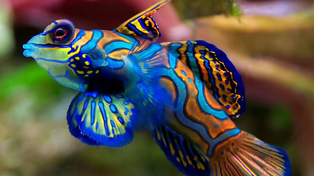 World's top 10 beautiful fishes | top 10 aquarium fishes - YouTube