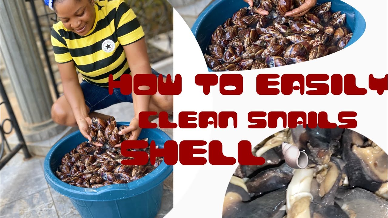 HOW TO EASILY CLEAN SNAIL 🐌 SHELLS 🐚 - YouTube