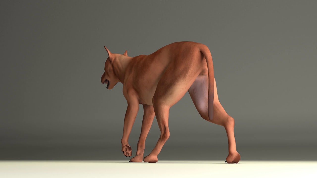 Dog Walk Cycle - YouTube