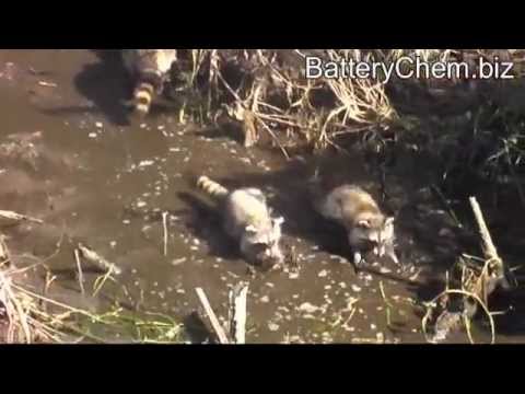 Baby Raccoons Fishing by Walt Barrett - YouTube