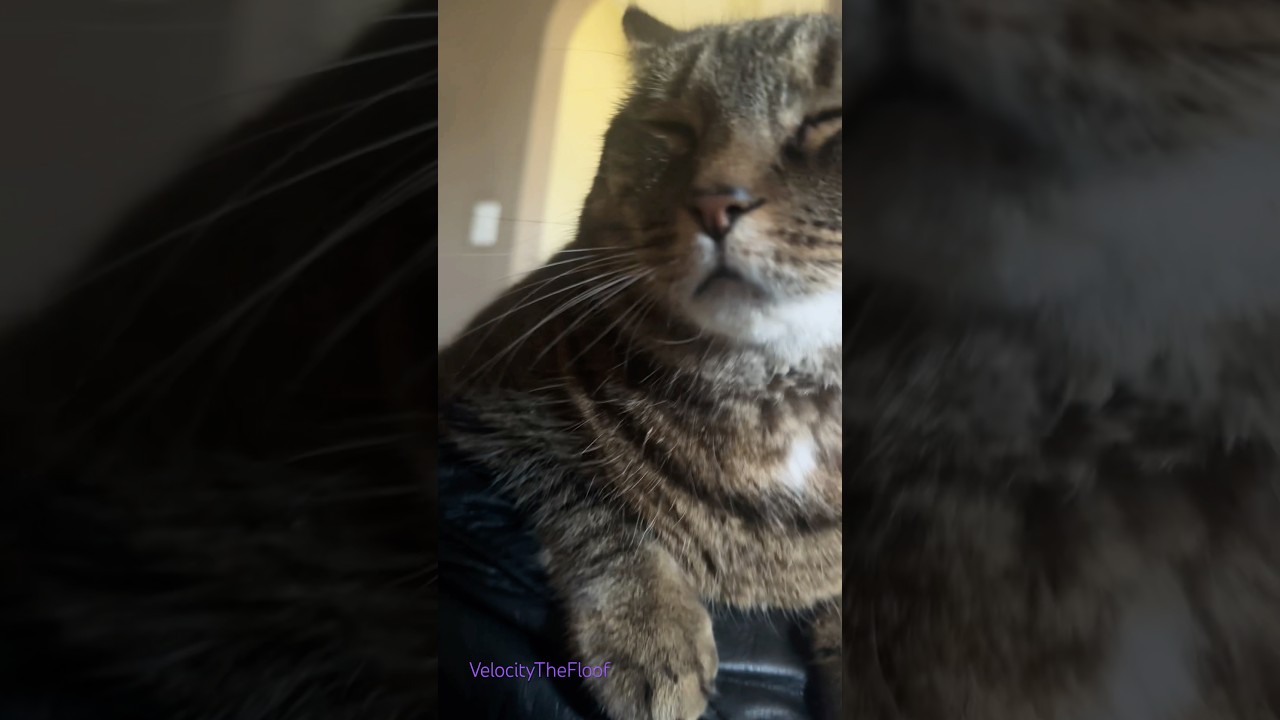 Checkpoint! Rest Here #shorts #cat - YouTube