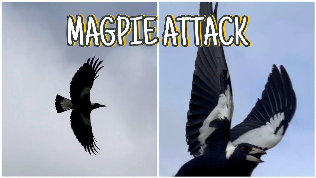 Magpie Attack - Swooping Season - YouTube