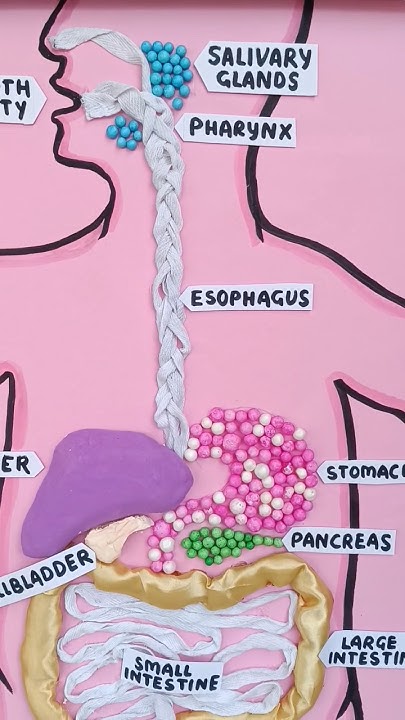 digestive system 3D model project #schoolprojectmaker - YouTube