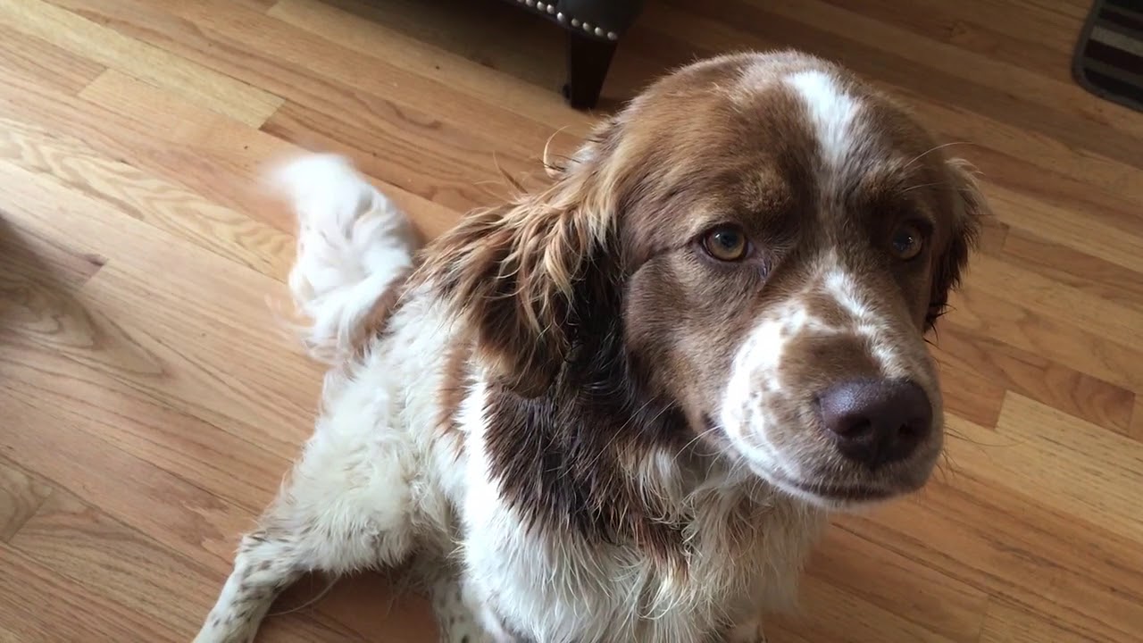 Springer spaniel for adoption - YouTube