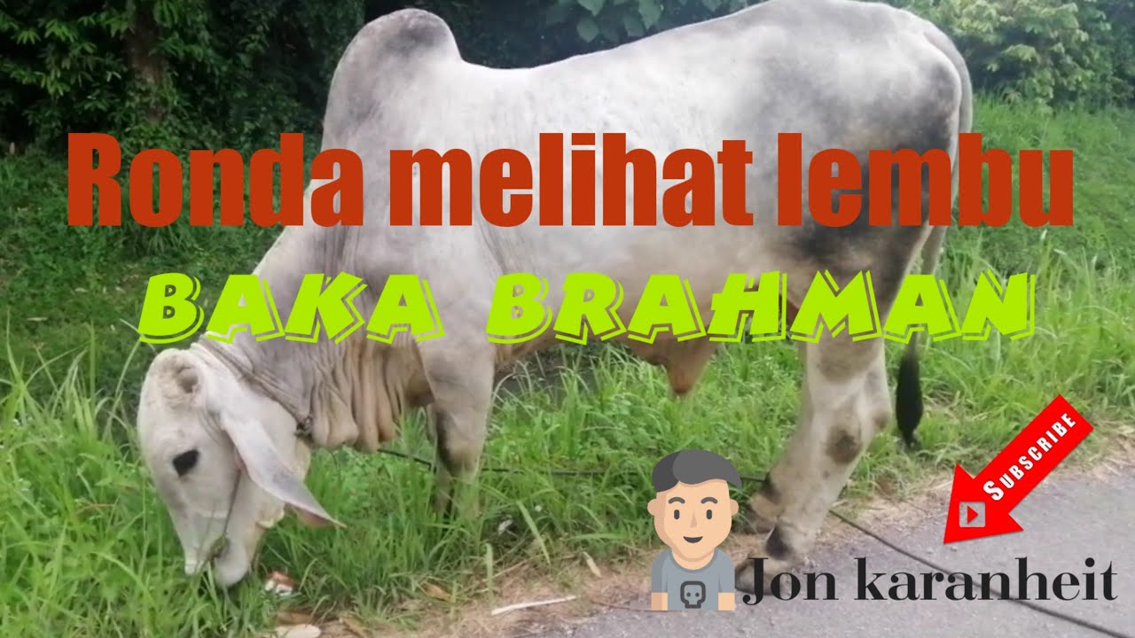 Ronda melihat lembu BAKA BRAHMAN - YouTube