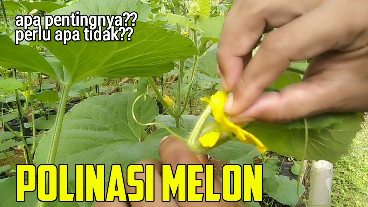 Polinasi Melon, penjelasan terlengkap || Budidaya Melon @Polibag #Part ...