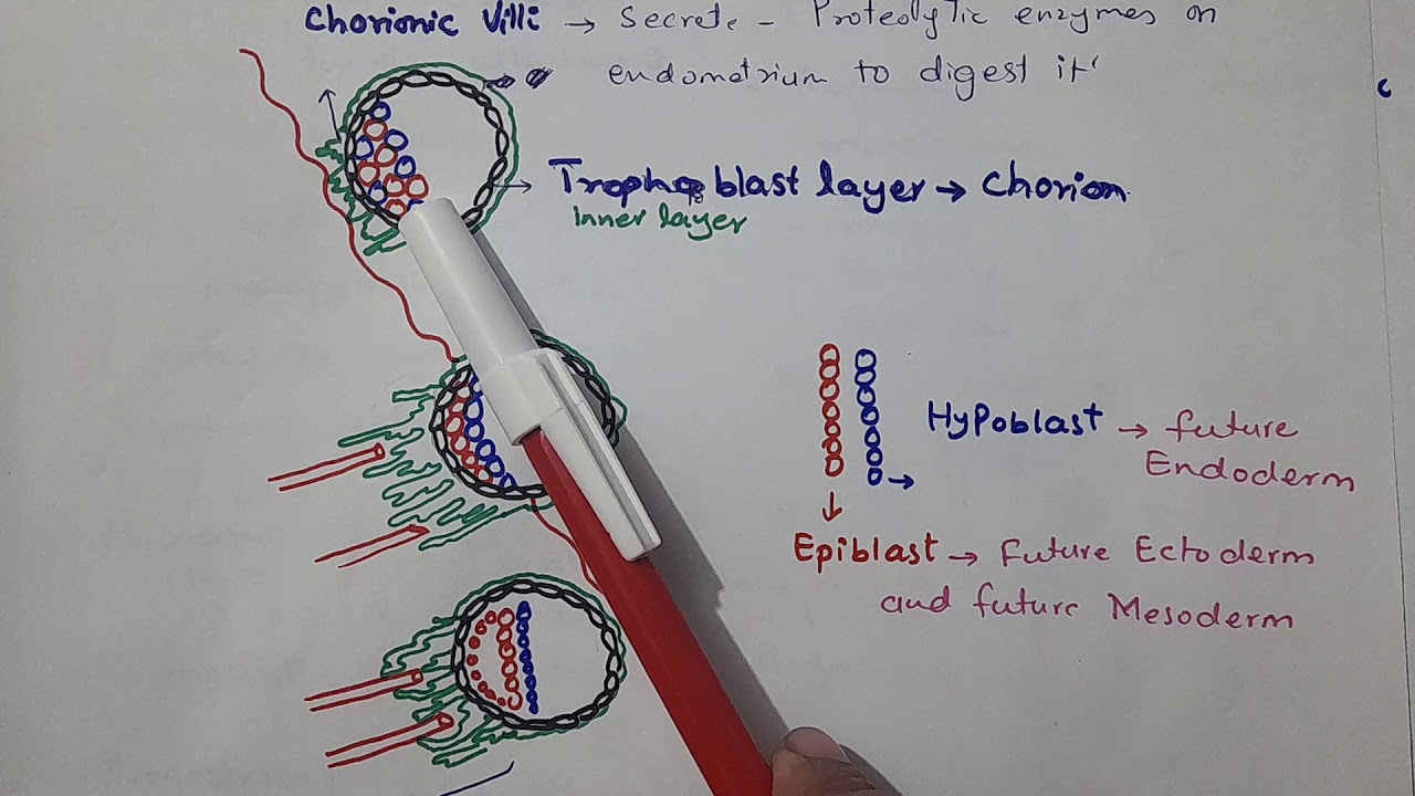 Implantation during Embryonic Development - YouTube