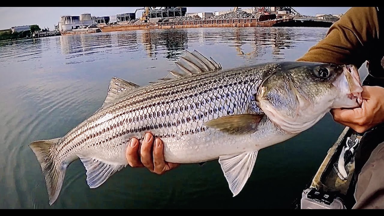 Kayak Fishing Queens Ny:Big Bass and Little Blues - YouTube
