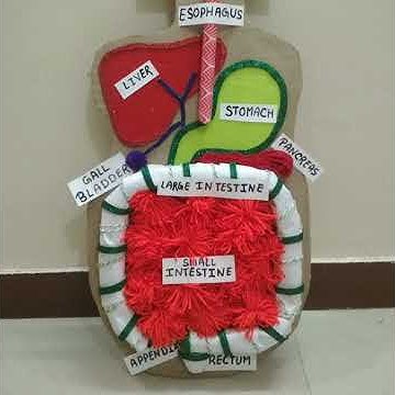 How to make human immune system project /model for school and college ...