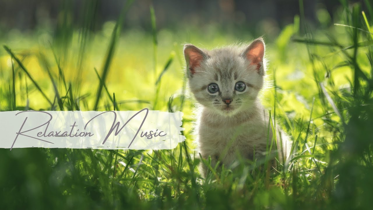 Beautiful Relaxing music. Peaceful Relaxing music. Beautiful and cute ...