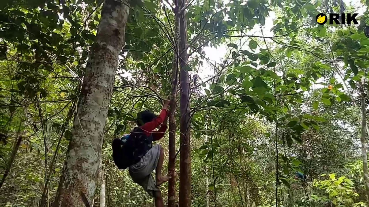 Serunya Berebut Buah Tampui di Hutan Sungkai Lubuk Dalam - YouTube