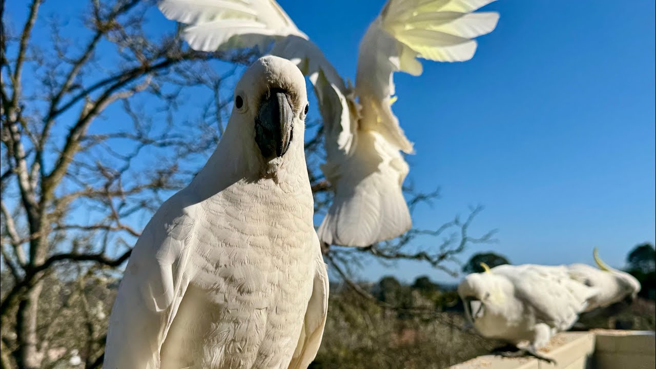 Backyard Birds of Australia! Cockatoos Go Wild | Big Birds Feeding ...