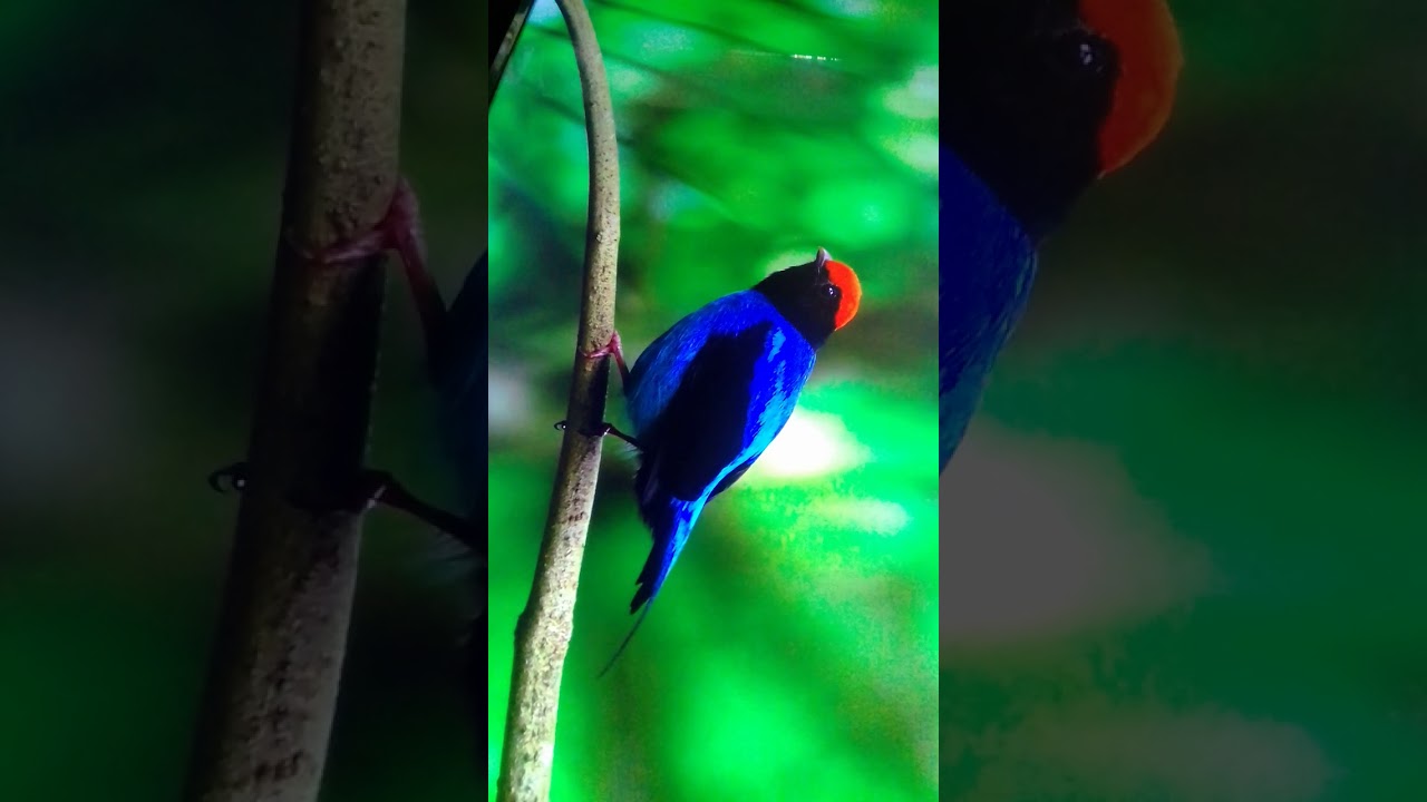 Dança do acasalamento de alguns pássaros. - YouTube