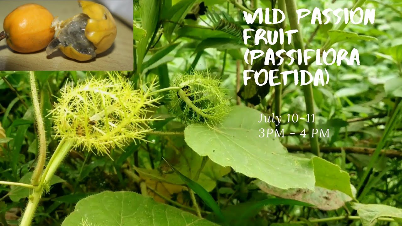 Wild Passion Fruit(Passiflora Foetida) - YouTube