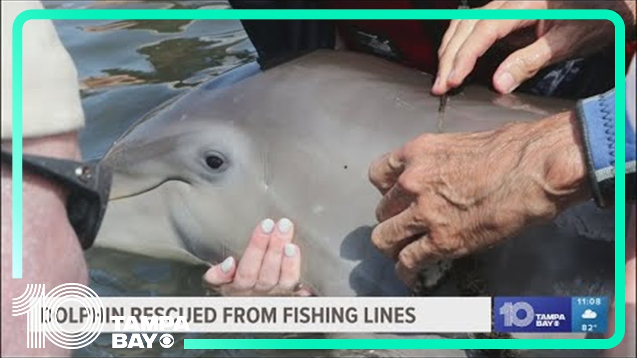 Rescuers save baby dolphin entangled in fishing line in Florida - YouTube