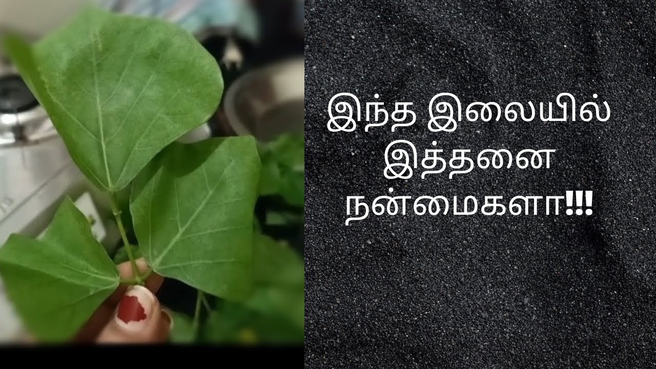 Kalyana Murungai recipe in tamil | கல்யாண முருங்கை ரொட்டி | Mullu ...